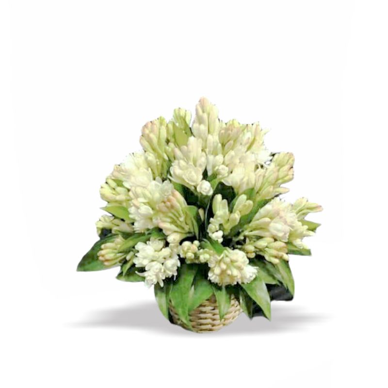 Sedap Malam Flower | Best Flower Site