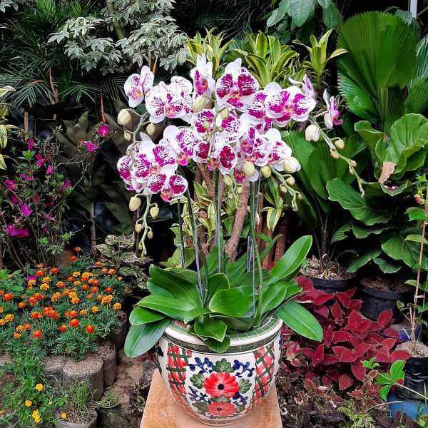 rangkaian bunga anggrek bulan koleksi | Naqie Florist