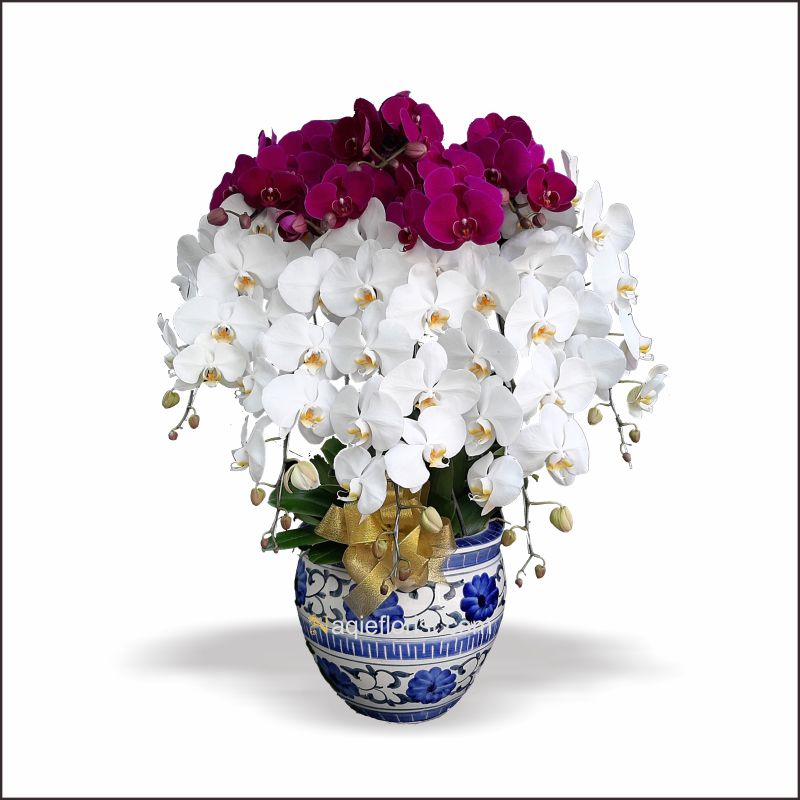 Anggrek bulan mix rangkaian 10 tangkai- Naqie Florist