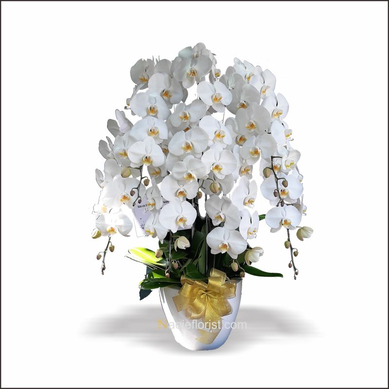 Anggrek Bulan Putih Rangkaian 7 Tangkai Naqie Florist