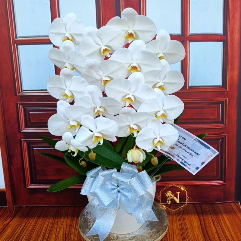 Anggrek bulan putih 2 tangkai- Naqie Florist