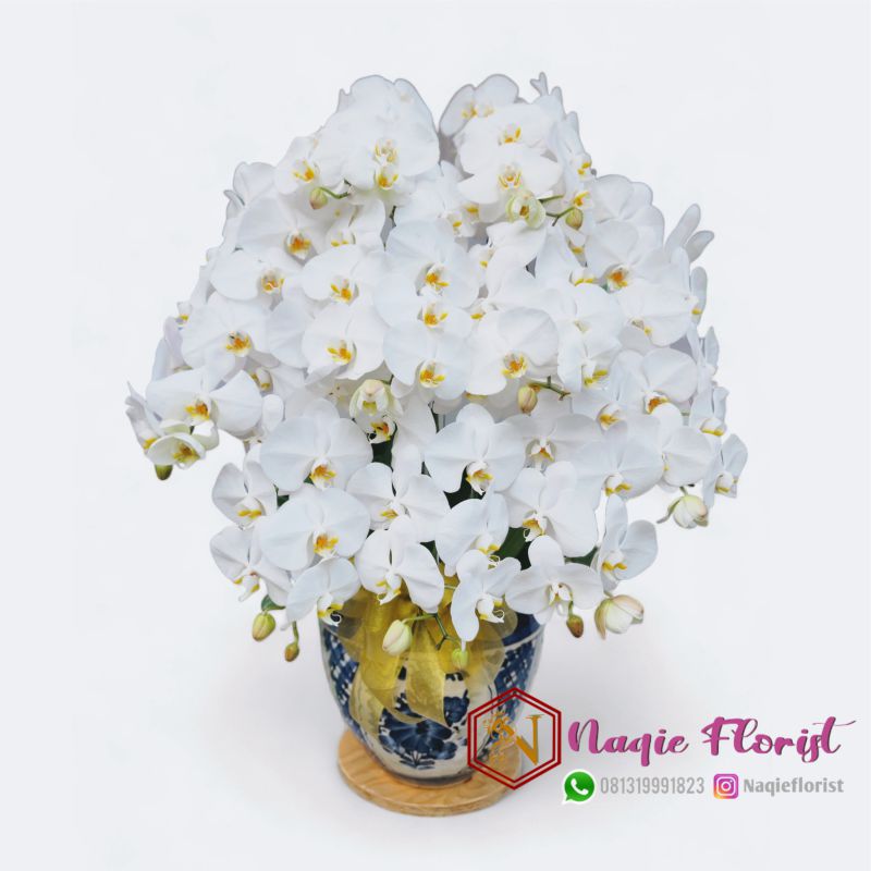 10 tangkai anggrek bulan dengan pot keramik- Naqie Florist