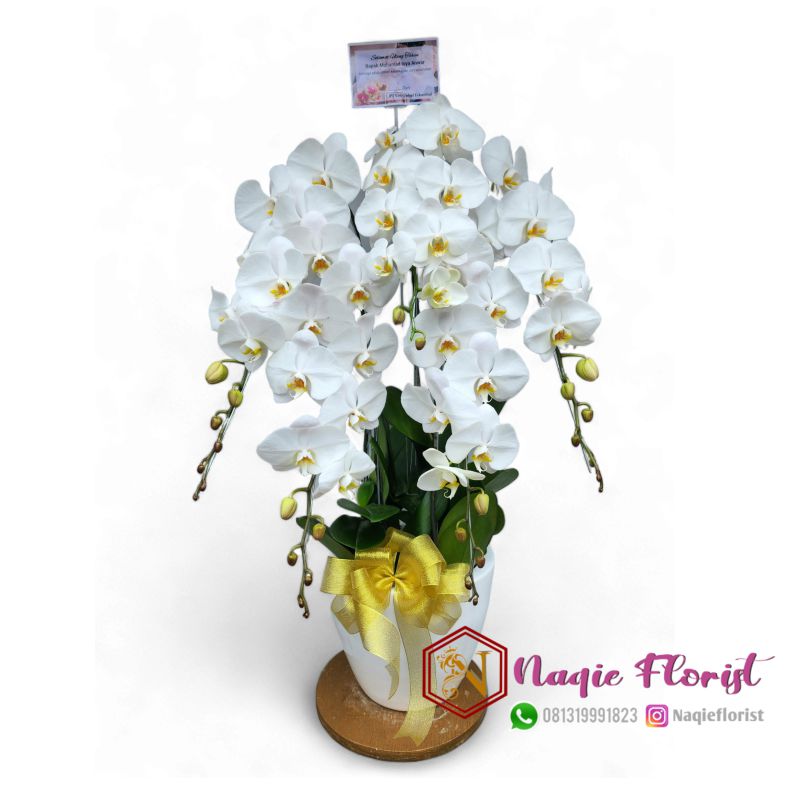 5 tangkai anggrek bulan putih- Naqie Florist